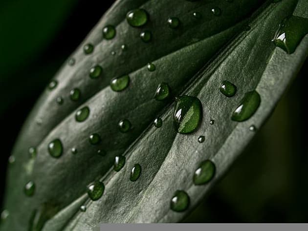 Beginner Tips for Newbie Plant Parents - Twinkl