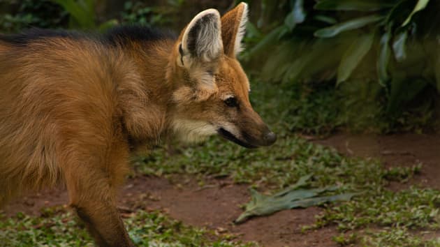 Biodiversidade: conheça animais nativos do Brasil - Twinkl