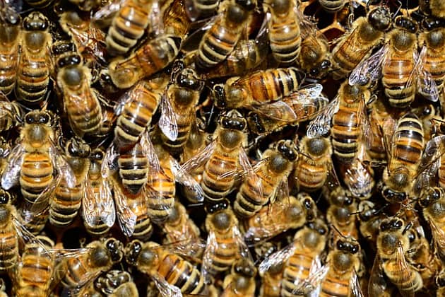15 Activities to Get You Buzzing for World Bee Day | Blog