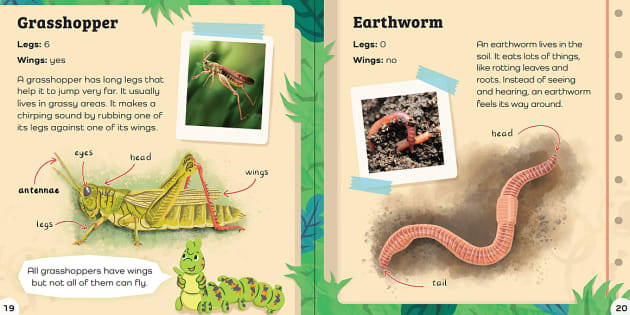 Non-Fiction November - Information eBooks from Twinkl Originals