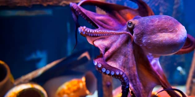 World Oceans Day teaching ideas and resources for Scottish teachers.