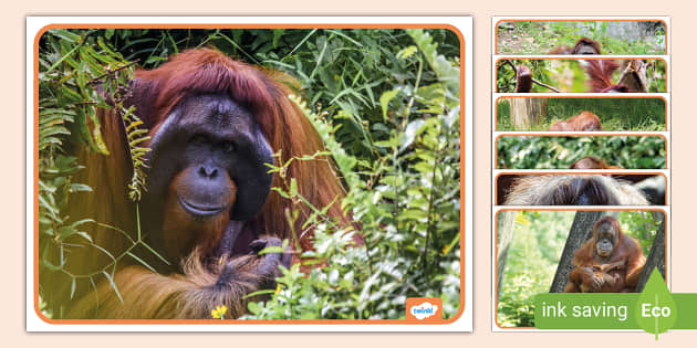 Save the Orangutans - International Orangutan Day Blog