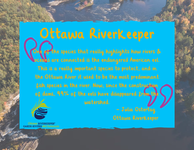 Canada’s Magical Marine Life and Ecosystems | Twinkl CA Blog