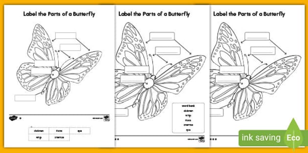 Fun Facts about Painted Lady Butterflies for Kids - Twinkl