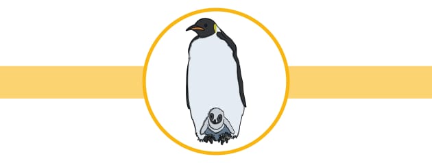 Do all birds fly? - Twinkl Homework Help - Twinkl