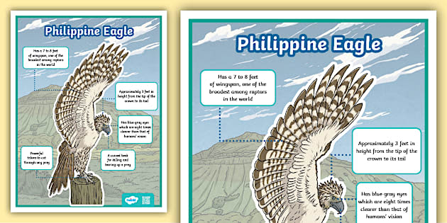Philippine Eagle Week | Event Information & Resources