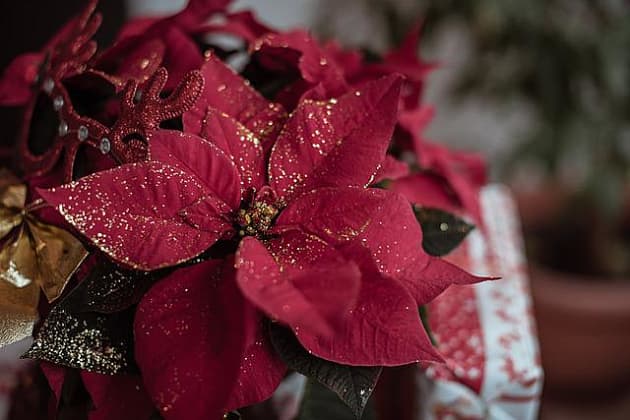 Popular Christmas Plants | Winter Plantcare - Twinkl