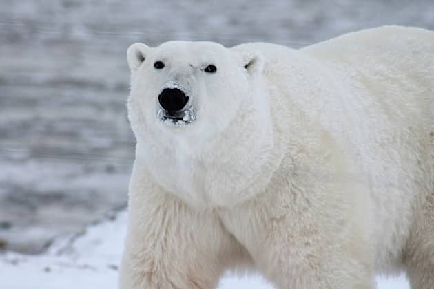Polar Bear Facts for Kids - Twinkl Homework Help - Twinkl
