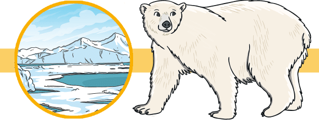 Polar Bear Facts for Kids - Twinkl Homework Help - Twinkl