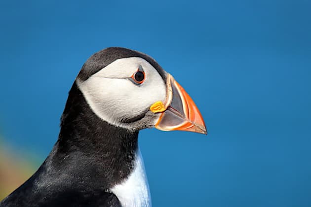 Puffin Facts for Kids - Twinkl Homework Help - Twinkl