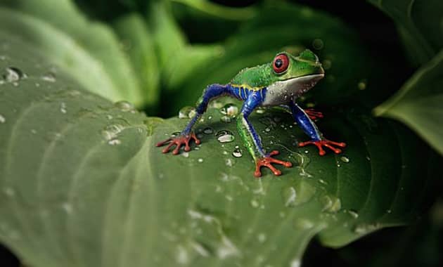 13 animales del bosque que son fascinantes - Twinkl