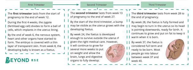 Pregnancy and Birth Fact Sheets