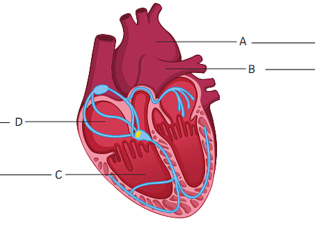 KS3 Biology Test - Baseline | KS3 Science | Beyond - Twinkl