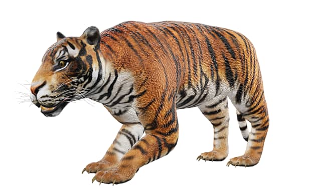 Tiger Facts For Preschoolers - Twinkl
