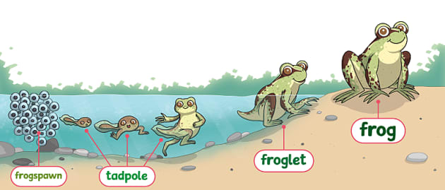 ‘The Perfect Ribbit’ is the latest Book Club picture book