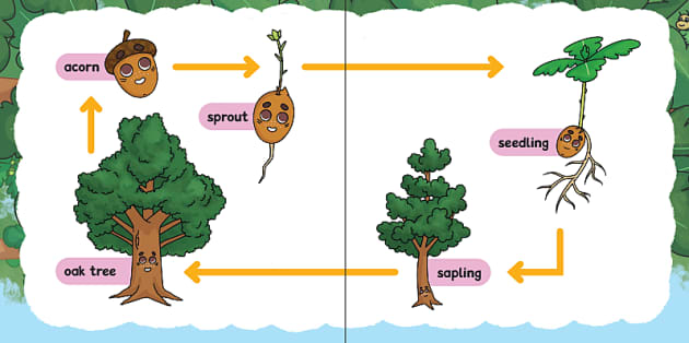 Life Cycles Children’s Books from Twinkl Originals