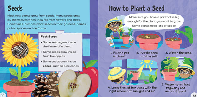 Life Cycles Children’s Books from Twinkl Originals