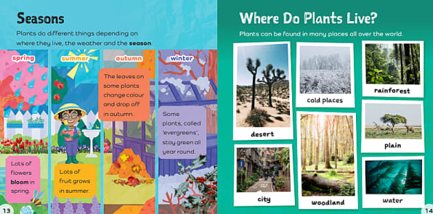 Life Cycles Children’s Books from Twinkl Originals