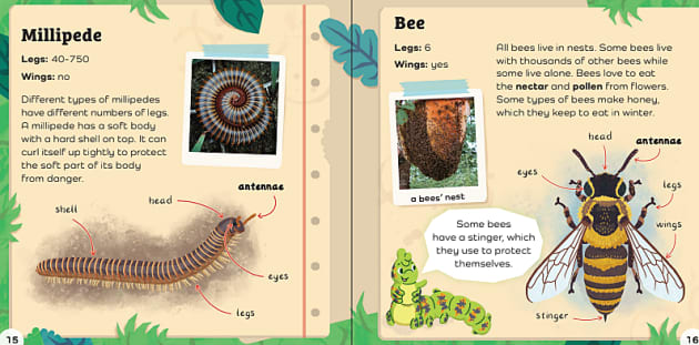 5 Brilliant Books for World Bee Day - Twinkl