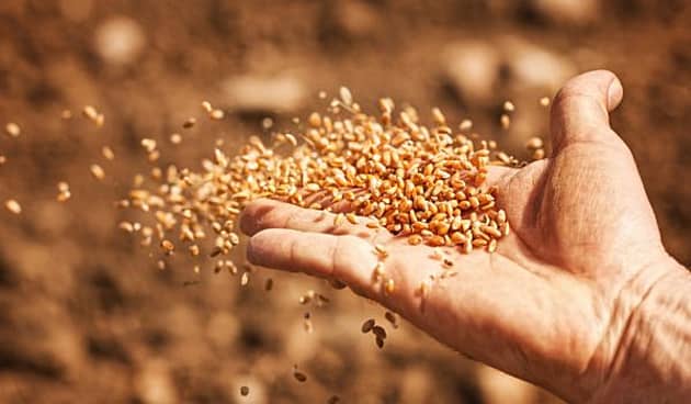 Parábola del sembrador - Twinkl