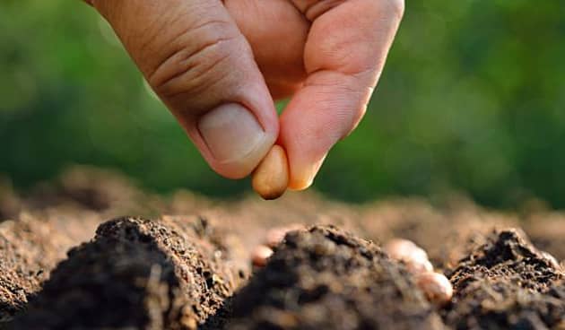 Parábola del sembrador - Twinkl