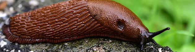 Over half of young children in the UK cannot name a slug
