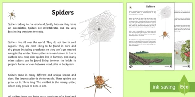 9 Halloween Spider Activities - Twinkl