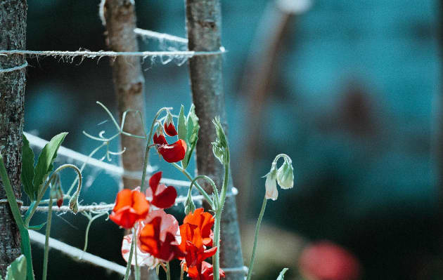 Our Top 5 Garden Plants to Grow in Spring, Spring Flower, Vegetables for