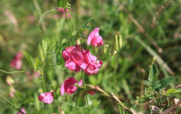 Our Top 5 Garden Plants to Grow in Spring, Spring Flower, Vegetables for