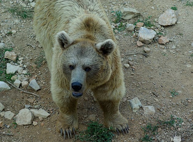 Syria Facts for Kids | World Geography Guide - Twinkl Homework Help