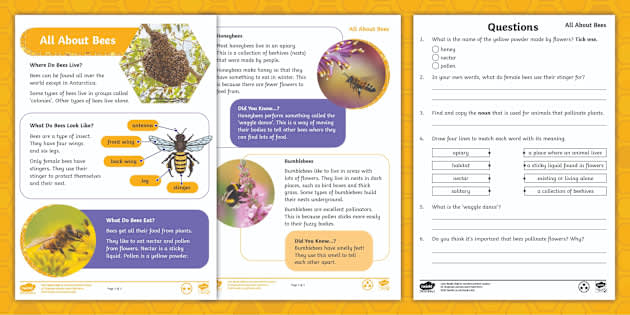 World Bee Day Activities for Kids - Twinkl