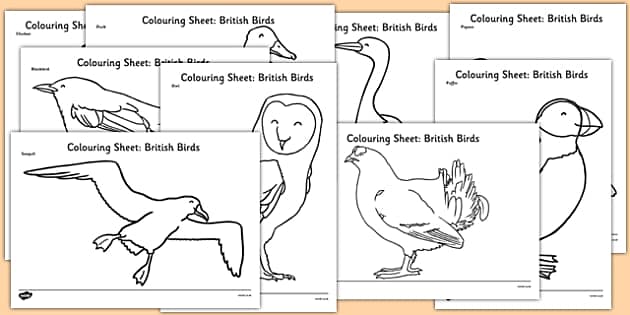 How to Make your Garden Bird Friendly