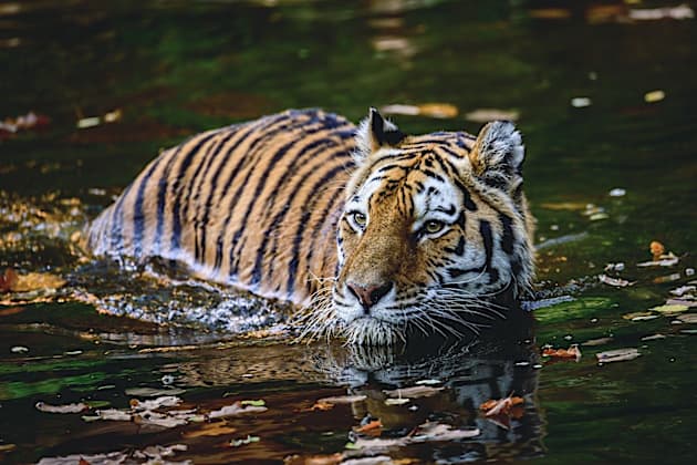 What Is Global Tiger Day? Activities for Kids - Twinkl