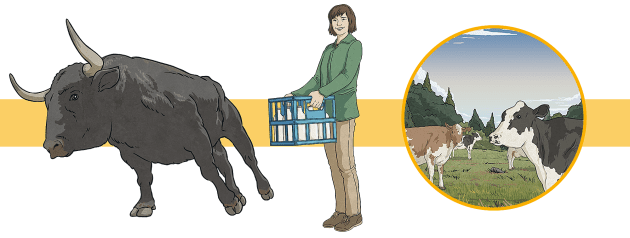 Cow Facts for Kids - Twinkl Homework Help - Twinkl