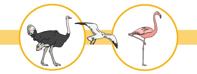 Top 10 Facts about Birds - Twinkl Homework Help - Twinkl
