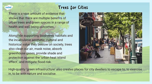Interesting Facts about Trees | Nature | Science | Twinkl