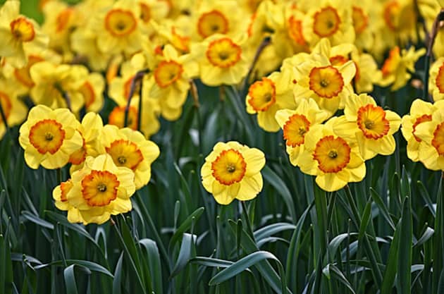 The Best Bulbs to Plant This Autumn - Twinkl