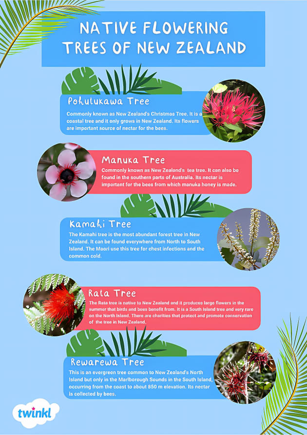 World Bee Day: Celebrating New Zealand’s Unique Honey Diversity and Native