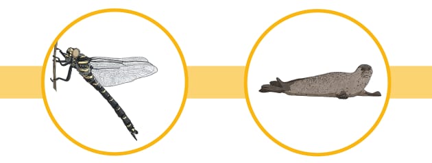 What do fish eat? - Twinkl Homework Help - Twinkl