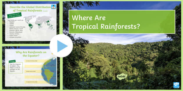 Cool Rainforest facts for kids - Twinkl Blog - Twinkl