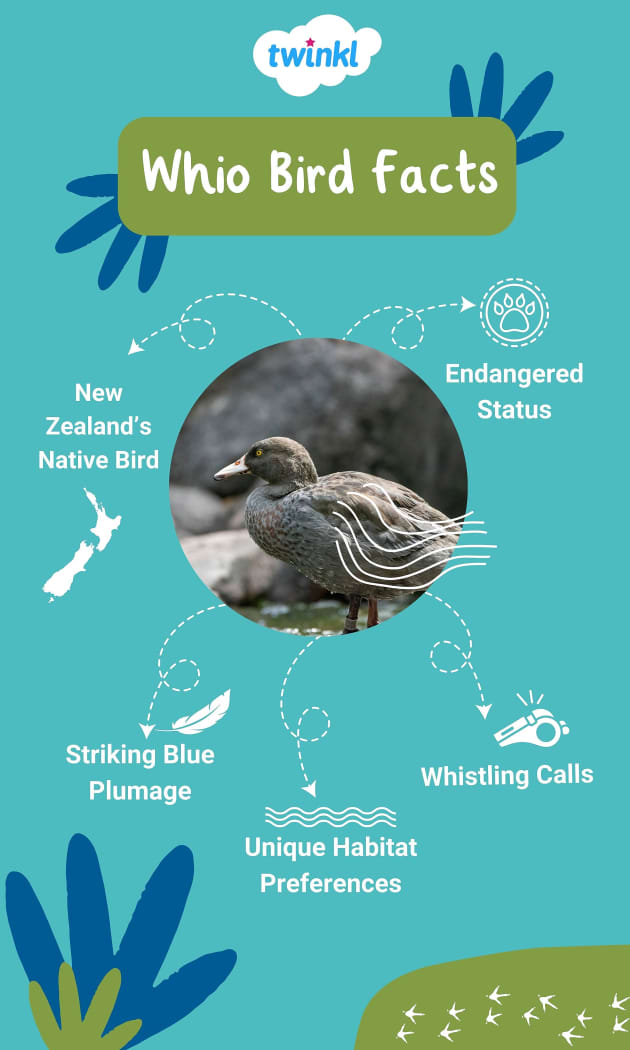 Whio Bird Facts: Whio Awareness Month 2024 - Twinkl