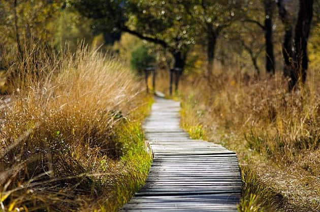 Guide your nature walks with these wildlife planners!