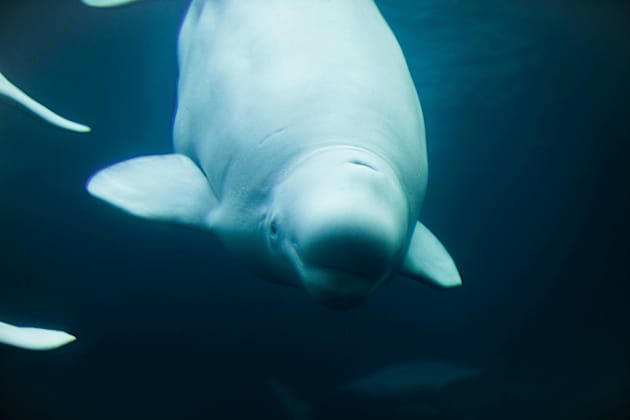 10 Animals that live in Canada | Canadian Animals | Twinkl CA