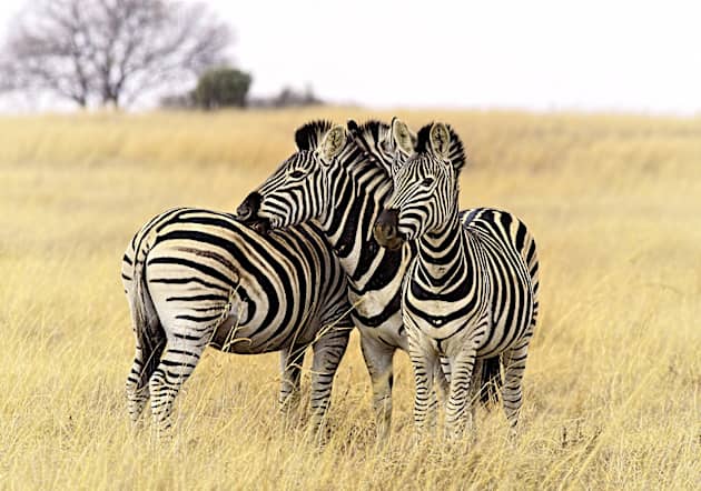 Fun Facts About Zebra for International Zebra Day - Twinkl