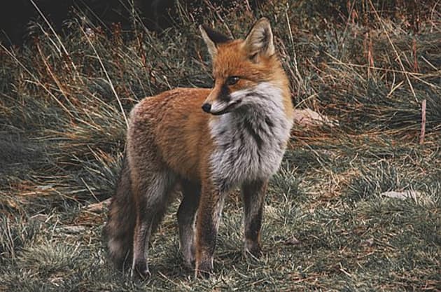 13 animales del bosque que son fascinantes - Twinkl