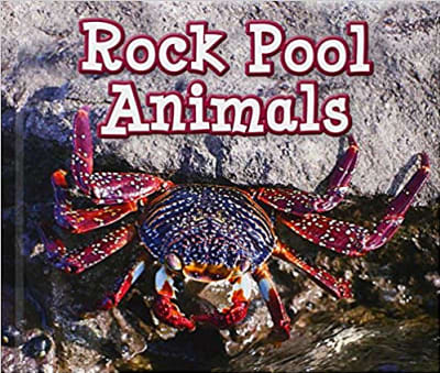 Rock Pool Animals - seaside, under the sea, rock pooling,