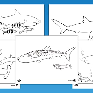 Fun Coloring Sheet Shark Pack for Kids | Twinkl USA - Twinkl