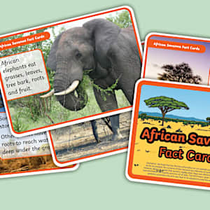 KS1 African Savanna Fact Cards - Twinkl