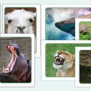 Animal Teeth Photo Pack