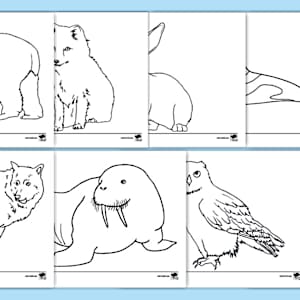 Animals that live in the Arctic - Colouring Sheets - KS1